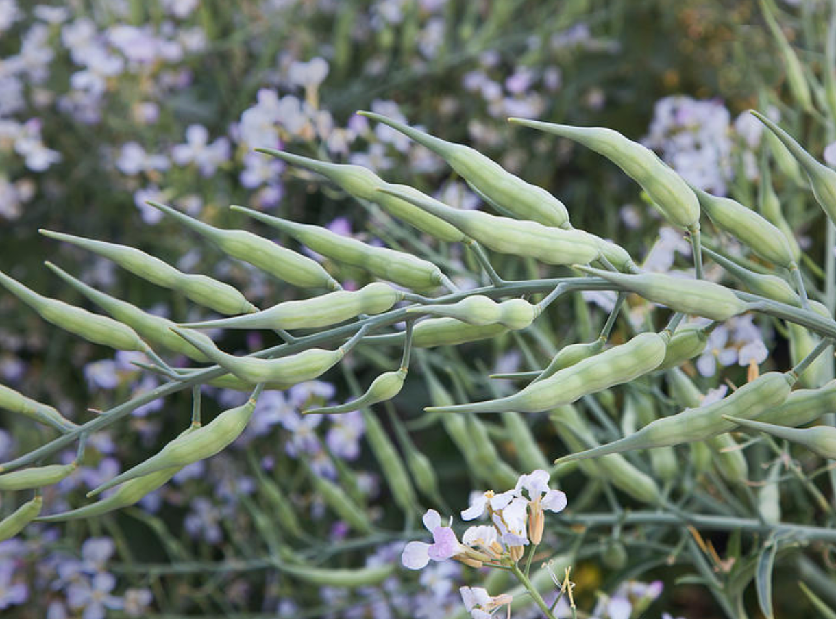Ingredient Spotlight: Daikon Radish Seed Oil – Fraga Farm