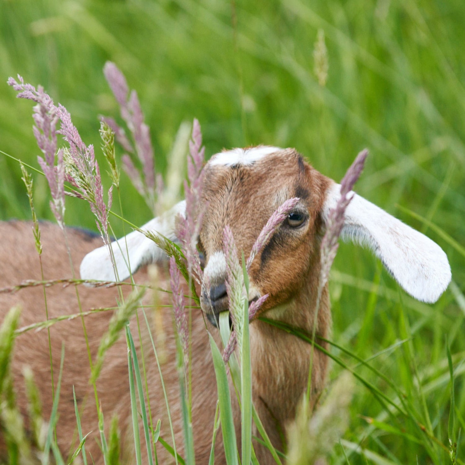 Fraga Farm | Goat Milk Cheese and Skincare