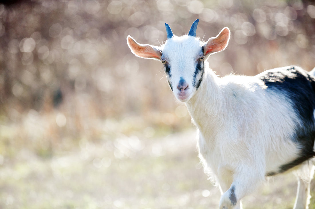 Fraga Farm | Goat Milk Cheese and Skincare